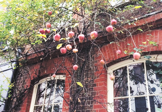 Things are getting fruity in Soho… | Islington Tribune