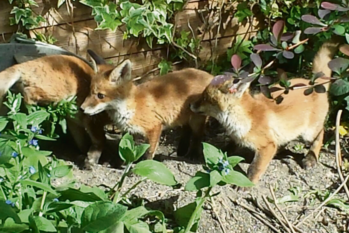 They are culling foxes in the capital | Islington Tribune