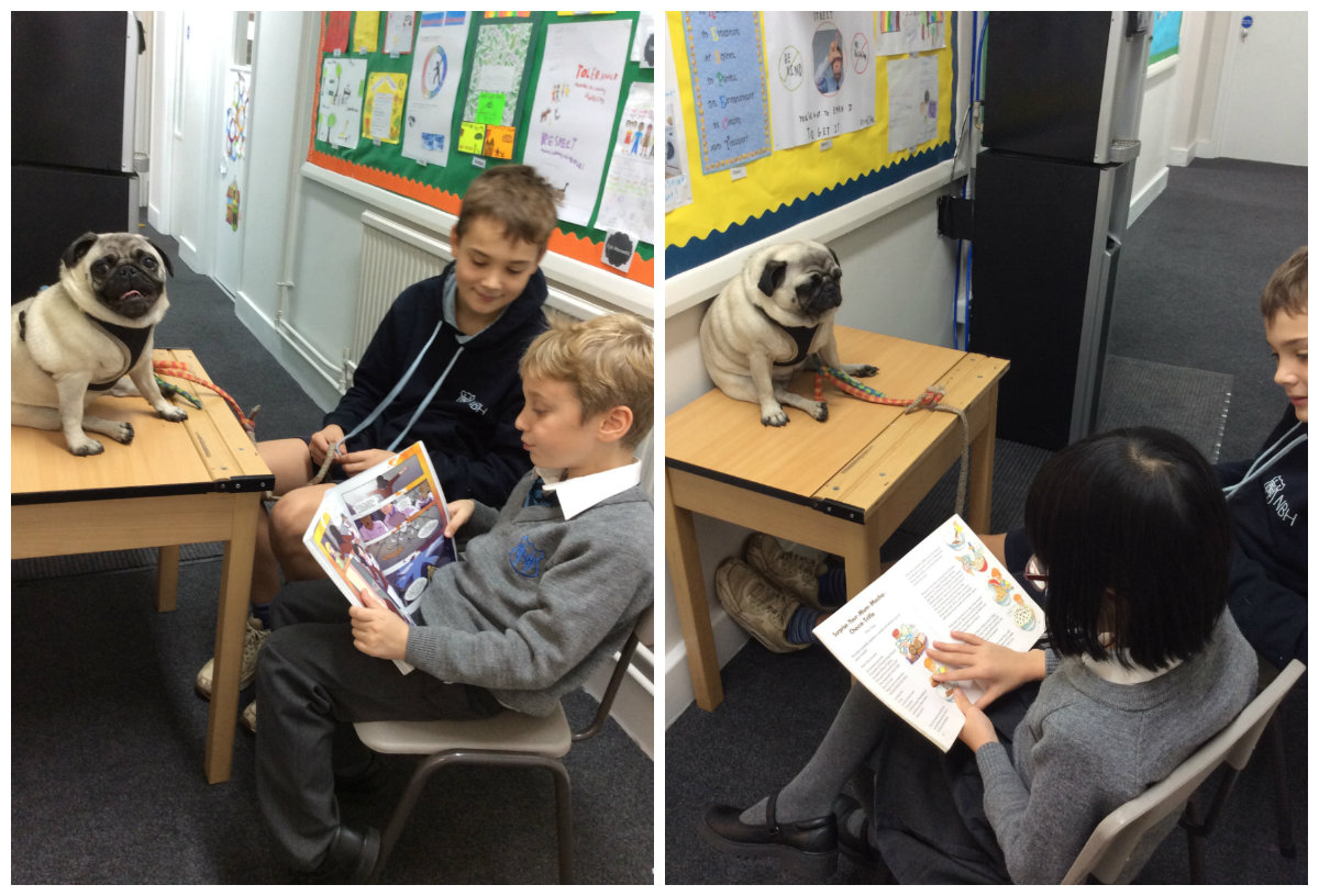 Pug introduced to school's reading lessons to calm pupils | Islington ...