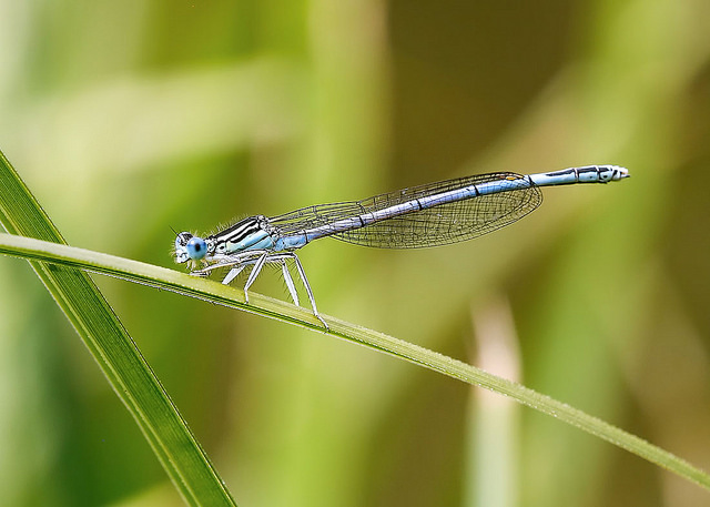 Rare dragonfly ‘extinct in London' is spotted on Hampstead Heath ...