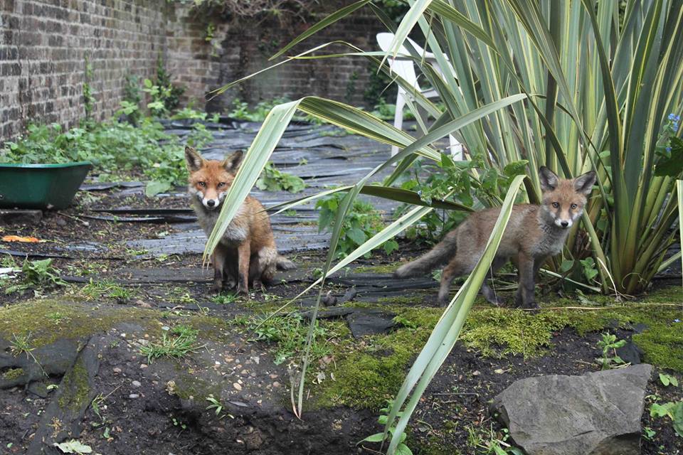 Animal death investigators link severed fox head to Croydon cat killer ...