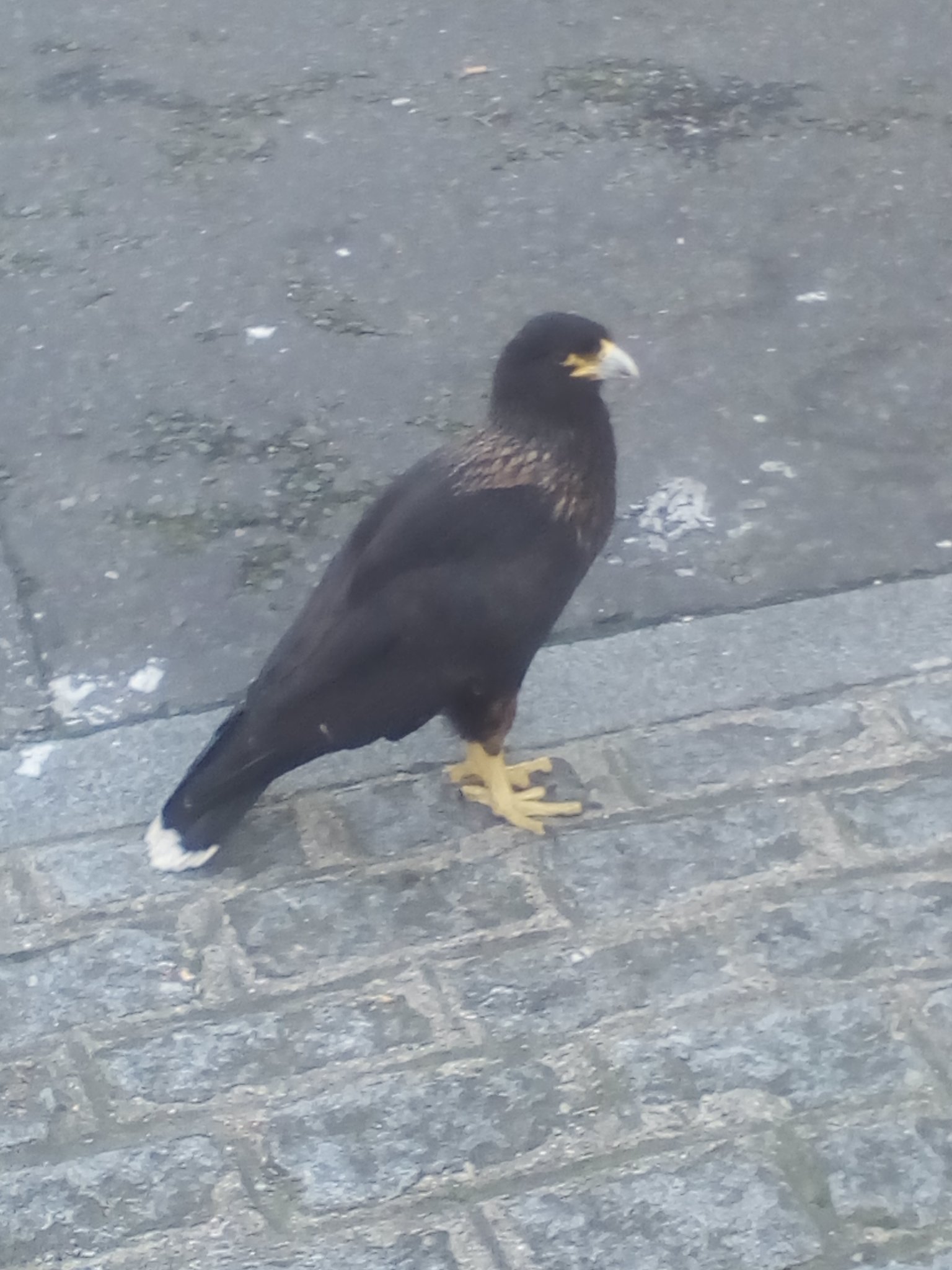 Exclusive: Bird of Prey escapes London Zoo and flies to park in Kilburn ...
