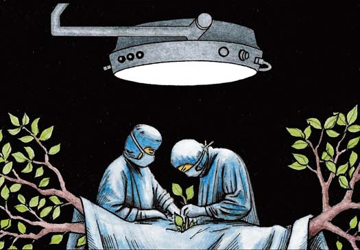 Even if a tree is sick it might not be terminal | Islington Tribune