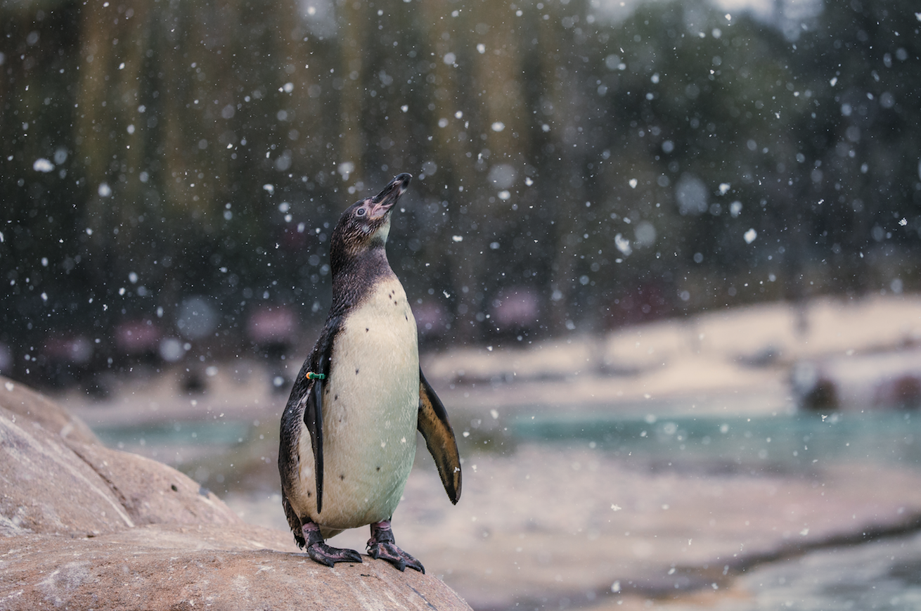 Penguins welcome freezing weather | Islington Tribune