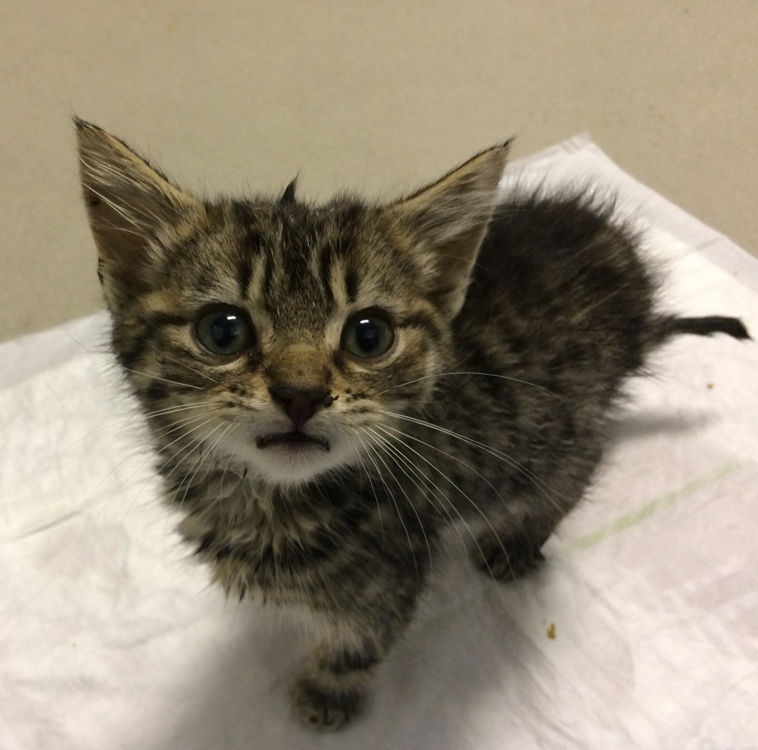 Kitten honoured with bravery award after surviving ordeal | Islington ...