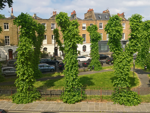 Are these Sesame Street trees I see? | Islington Tribune