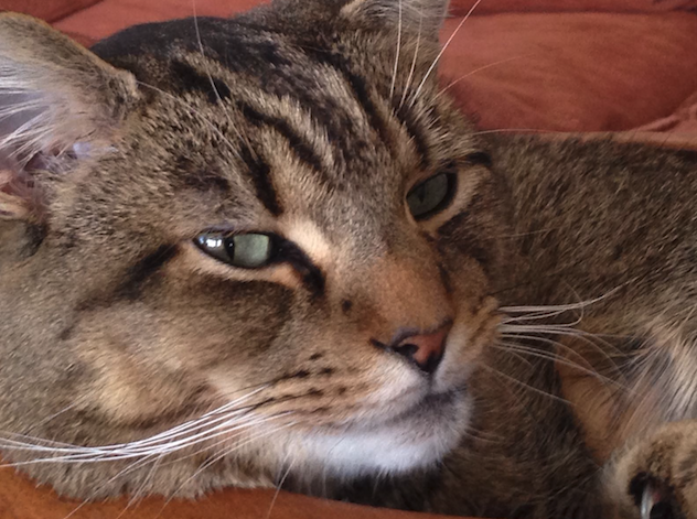 Hari the cat might be back | Islington Tribune