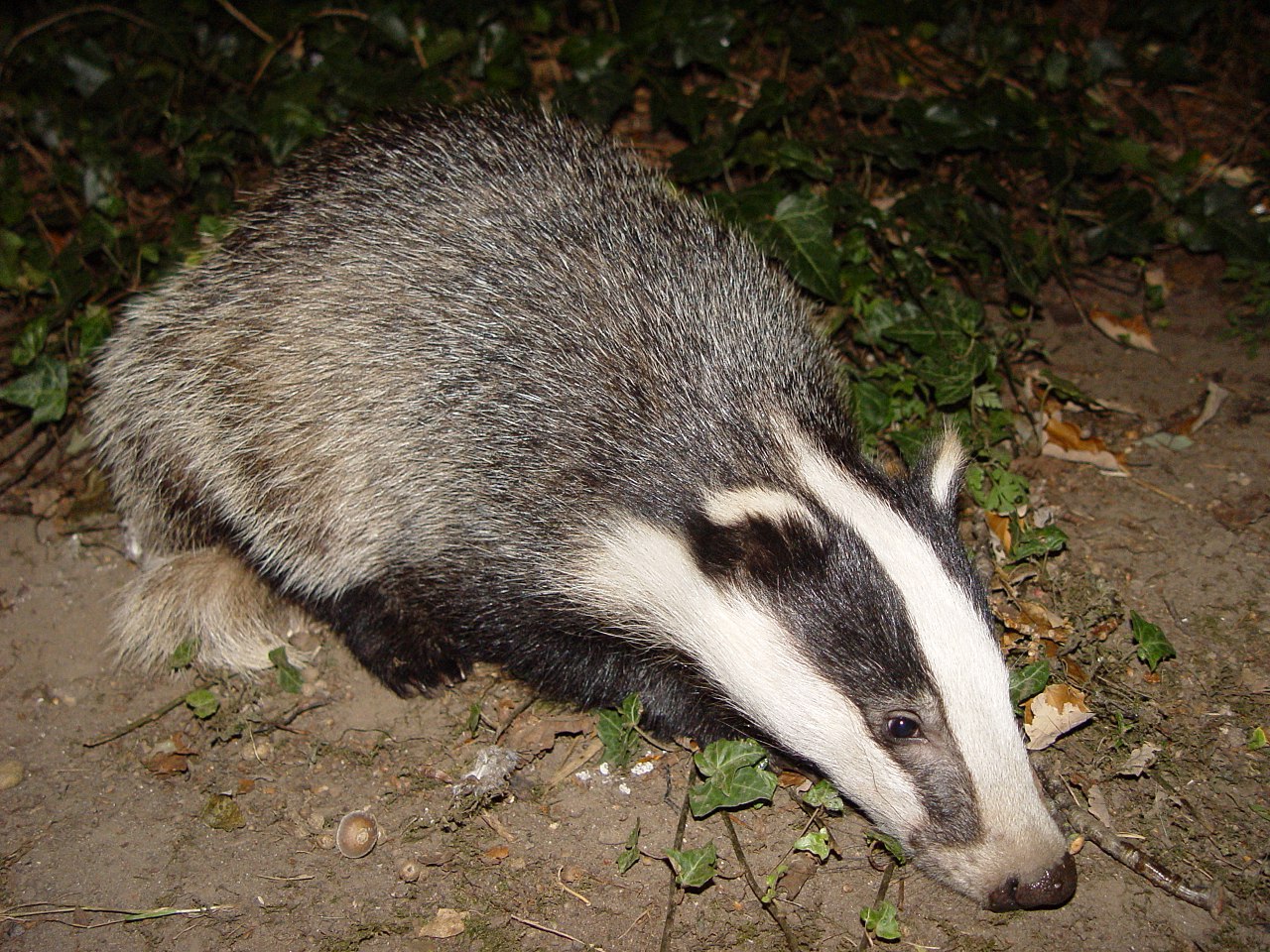 Spotted: Badger strolling down Hampstead street | Islington Tribune