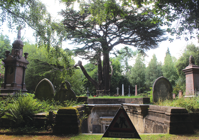 Dead wood – cemetery tree is felled | Islington Tribune