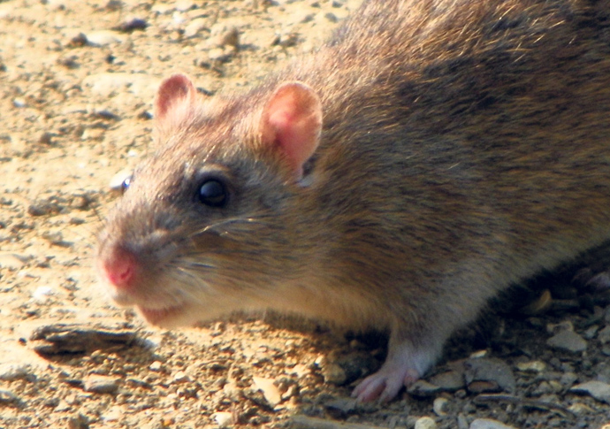 HS2 has given us rats as well as blight | Islington Tribune