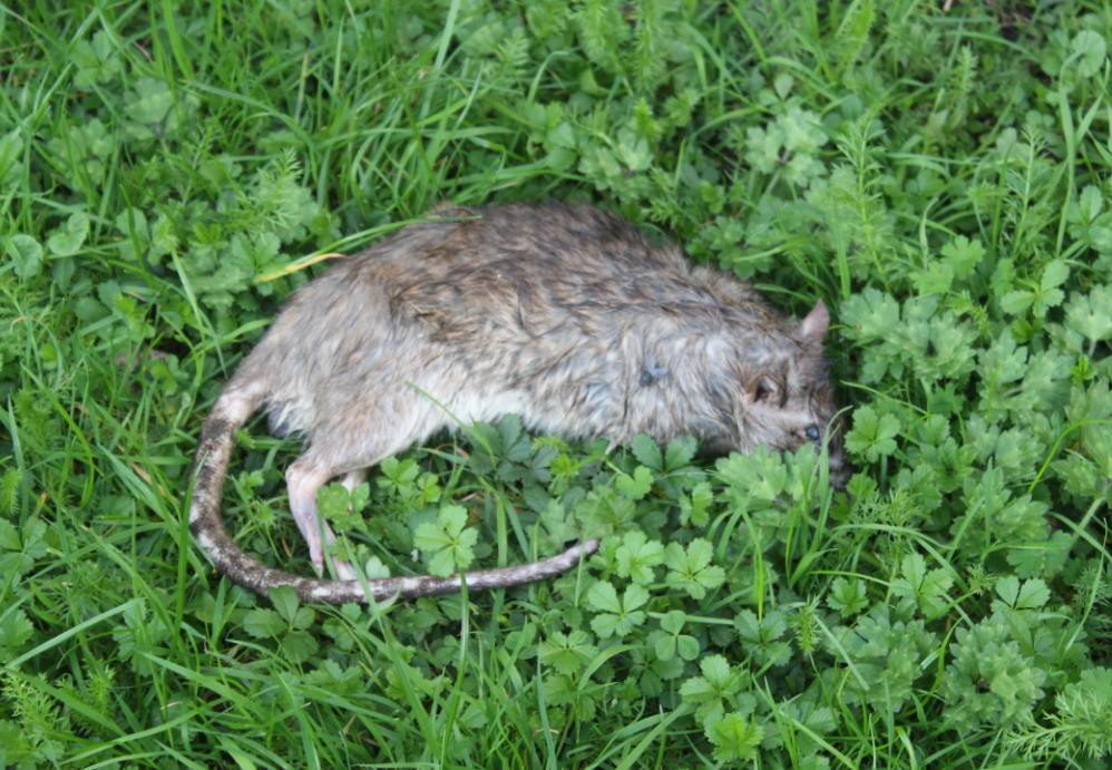 HS2’s statement on rats is offensive | Islington Tribune