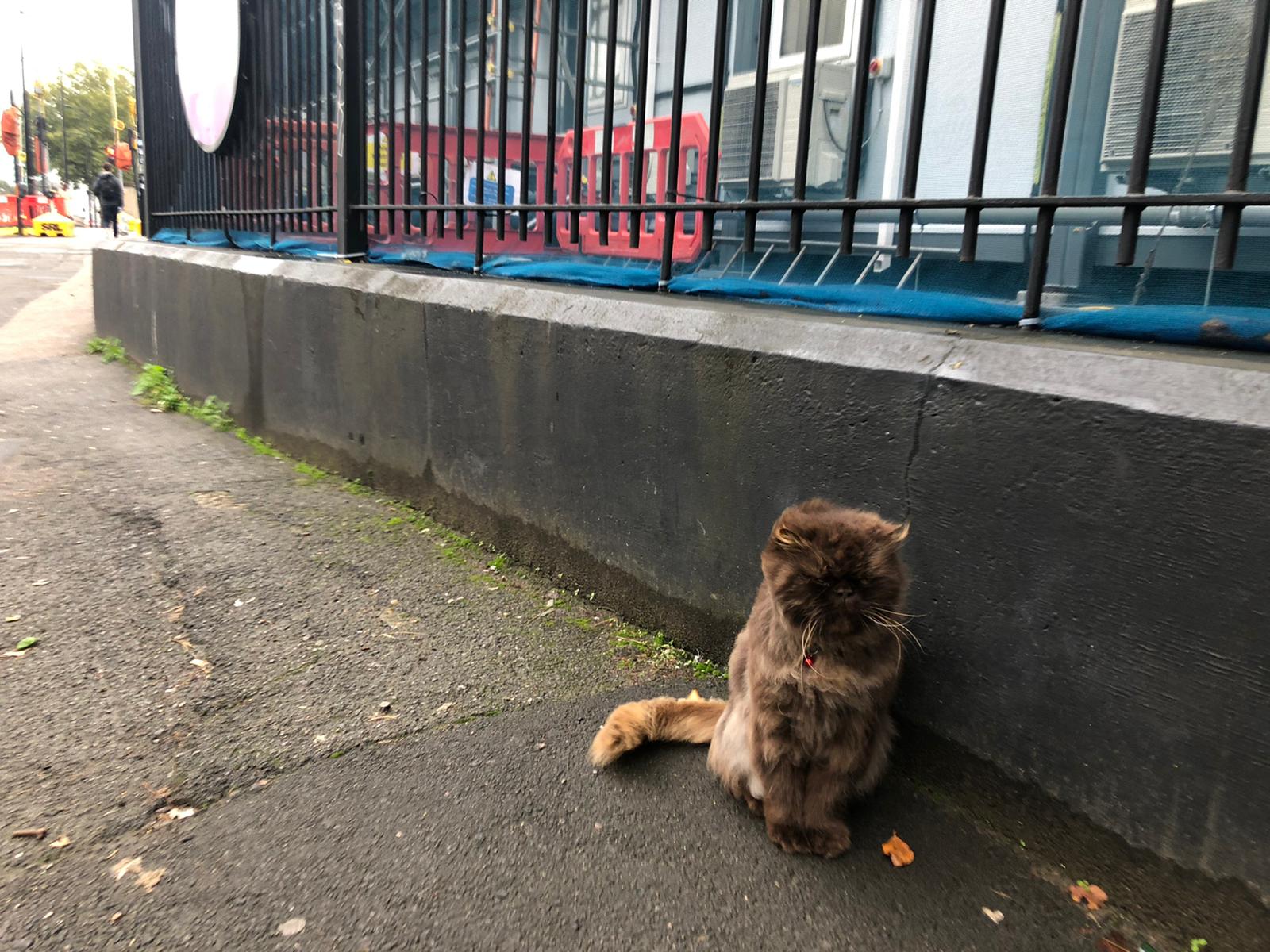 How yowling Argo the ‘Exorcist' cat became a local celeb | Islington ...