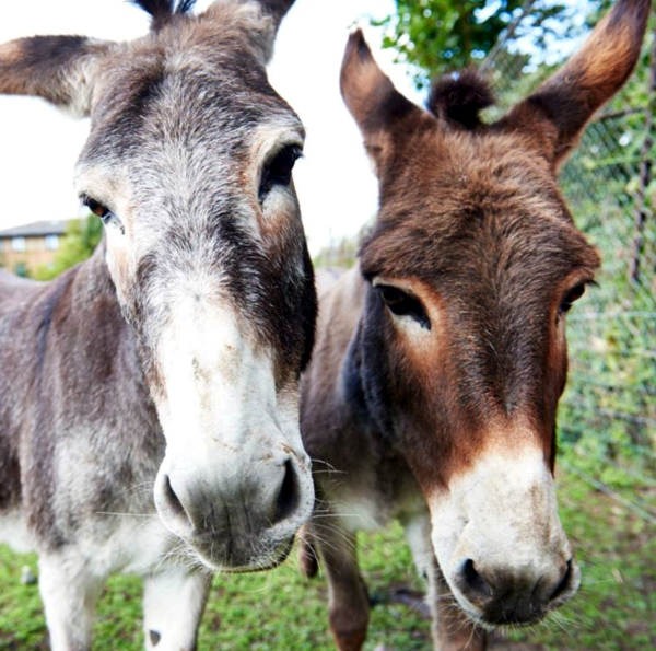 Farm donkey fund in memory of trustee's mother who died from ...