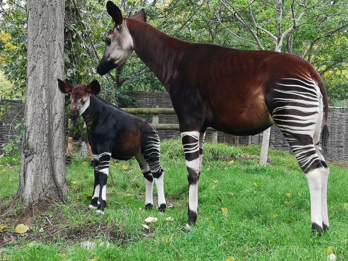 First steps for baby okapi | Islington Tribune
