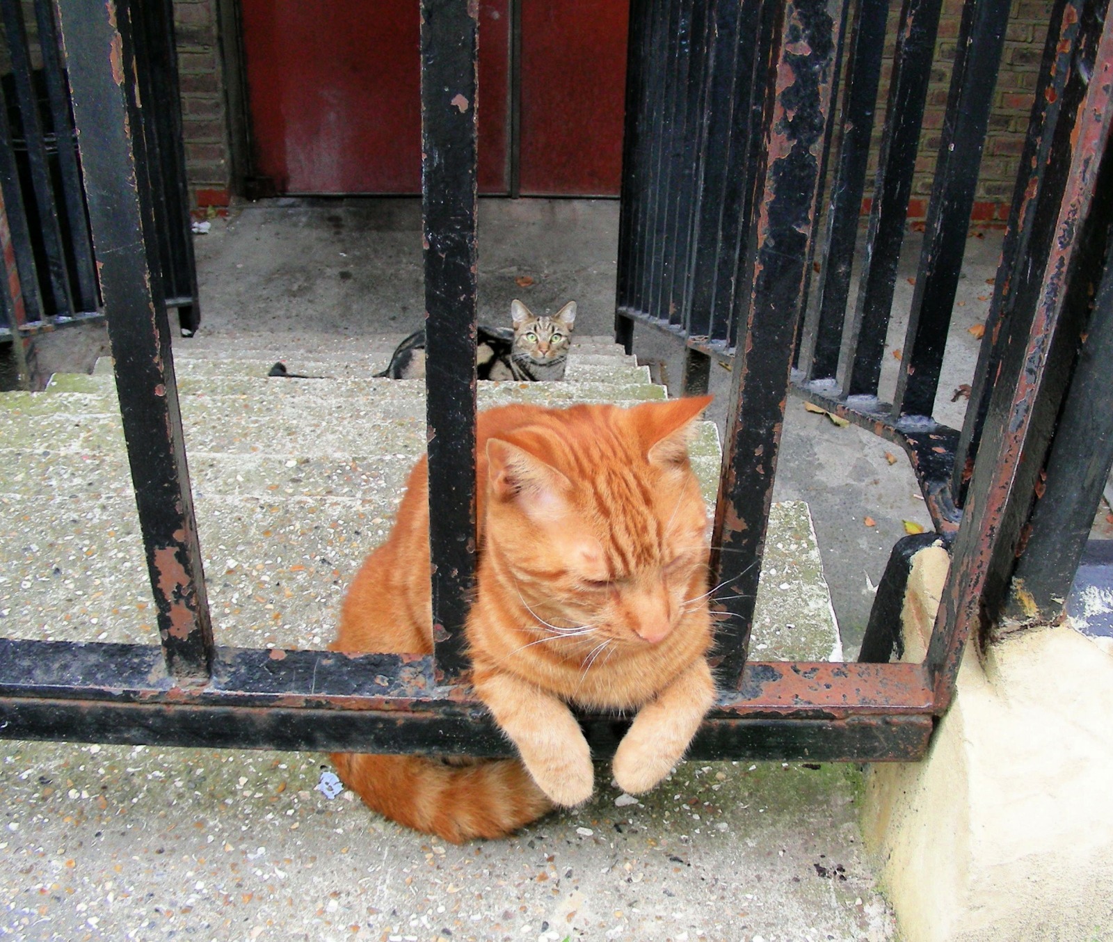 No more Dreamies for Squeaky the cat! | Islington Tribune