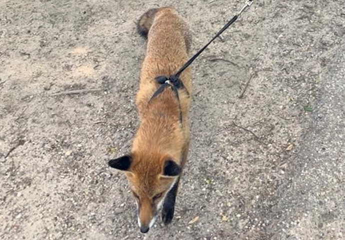 Check out the ‘blind fox’ | Islington Tribune