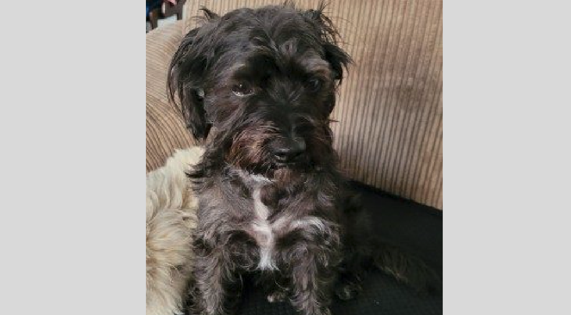 Family left distraught after dog is stolen | Islington Tribune