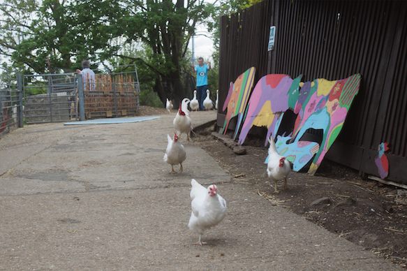 Help save Kentish Town City Farm, plead workers and volunteers ...