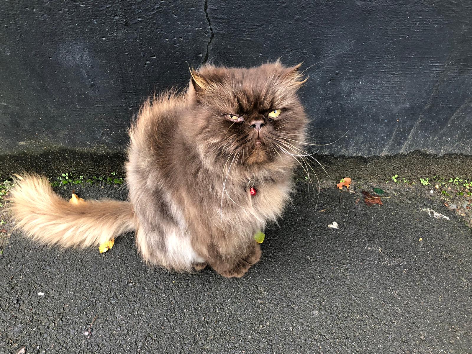 How yowling Argo the ‘Exorcist' cat became a local celeb | Islington ...